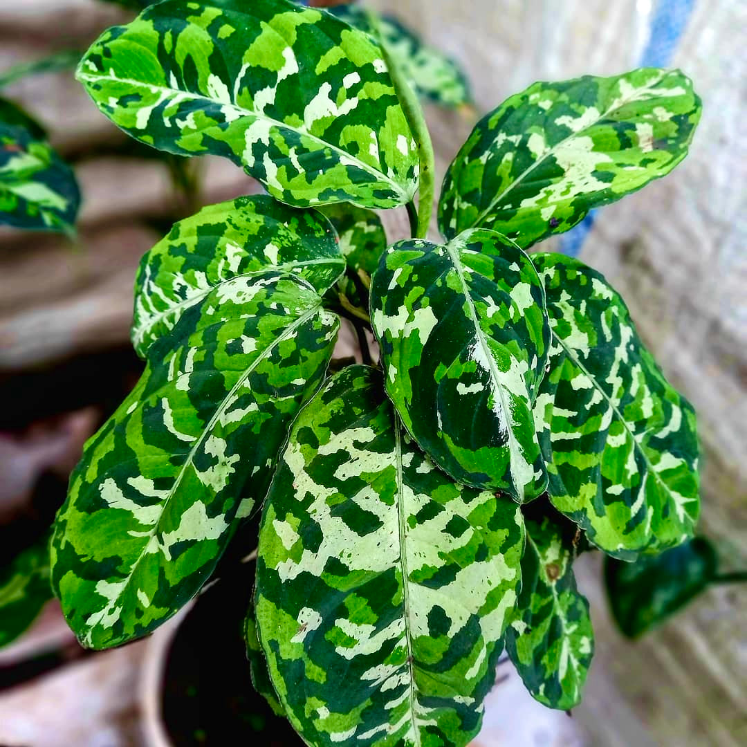 Rare Plants - Wholesale Houseplants – Plant Vault Wholesale