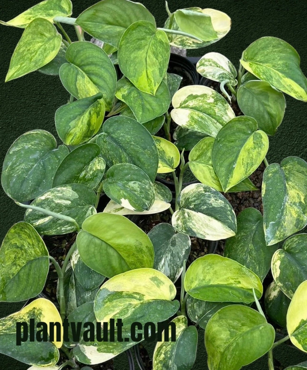 All Wholesale Houseplants – Plant Vault Wholesale