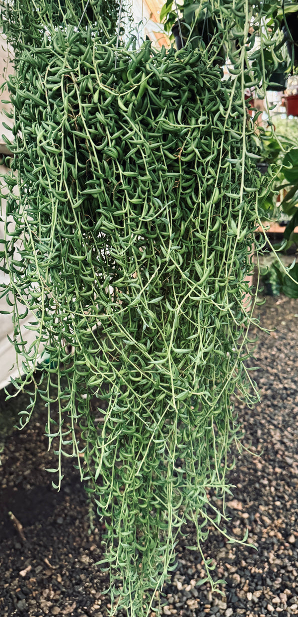 Large String of Bananas – Plant Vault Wholesale