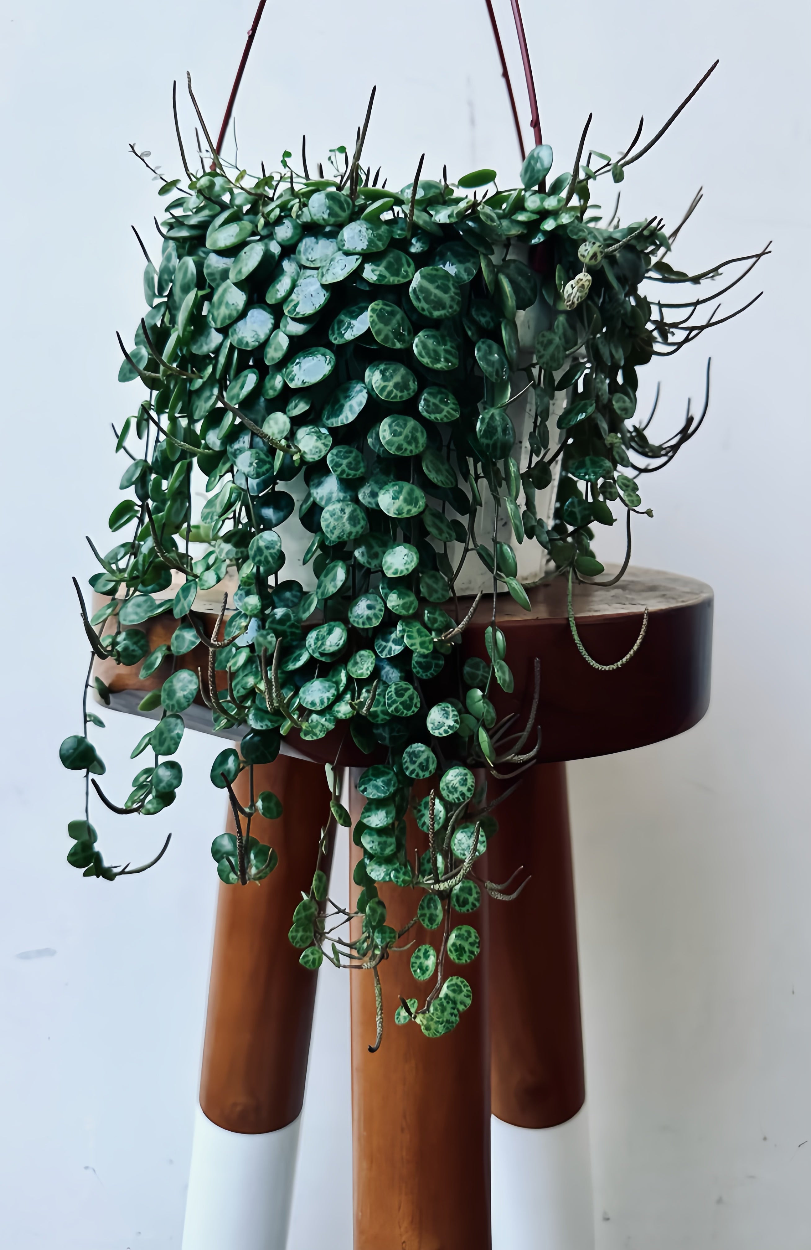 Cascading String of Turtles – Plant Vault Wholesale