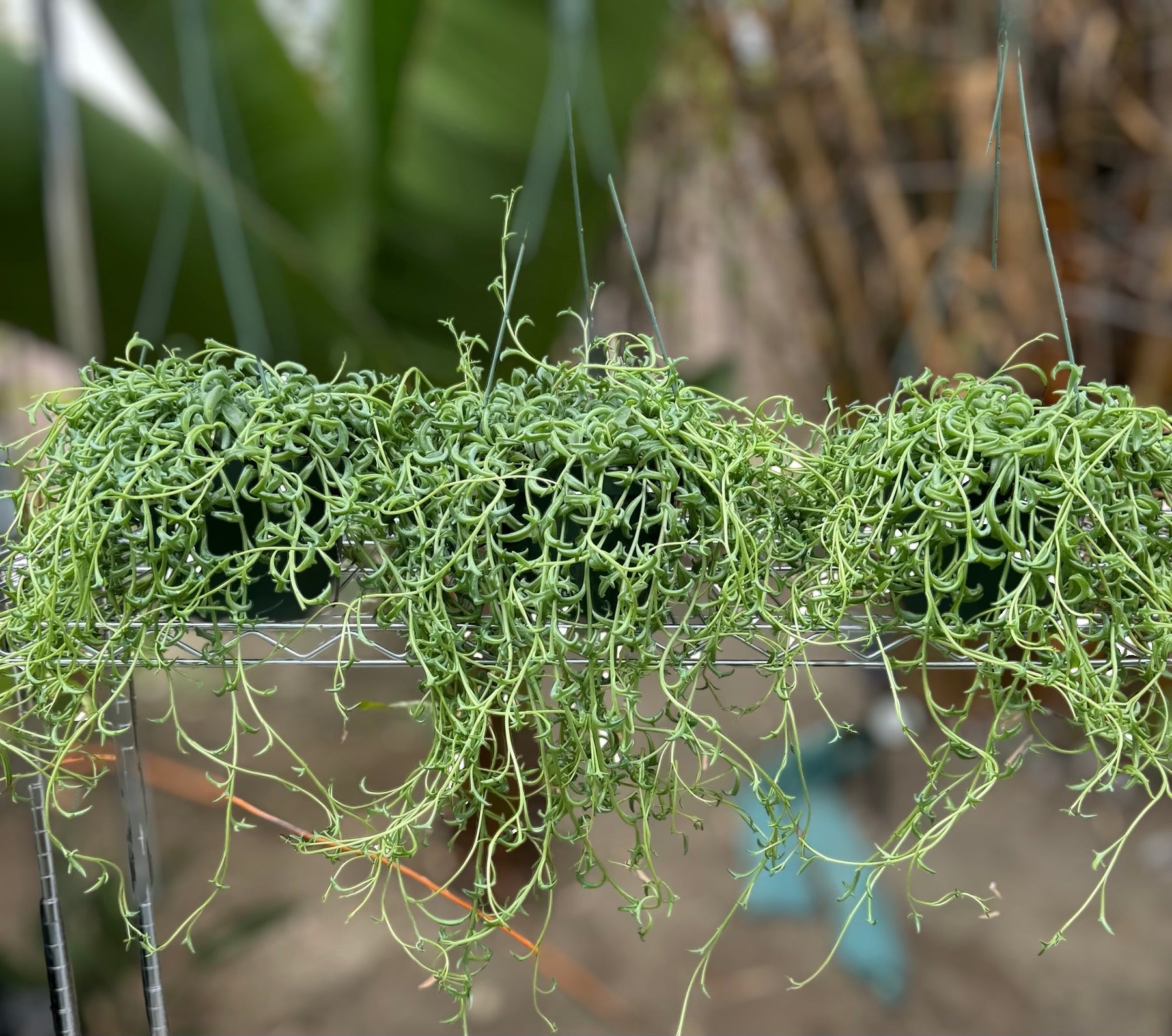 String of Dolphins – Plant Vault Wholesale